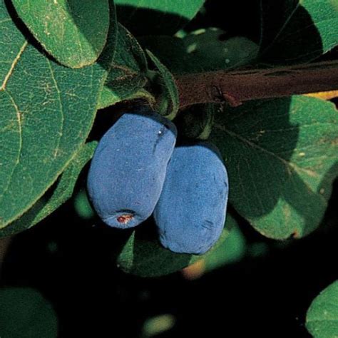 Blue Moon™ Honeyberry Plant Stark Bros