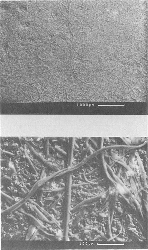 The Coverage Of The Double Side Adhesive By Various Particles After Download Scientific Diagram
