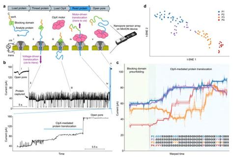 Advancing Protein Sequencing Using Nanopores