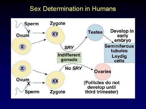 Sex Determination In Humans Male Reproductive System Sperm