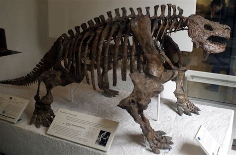 Paleo Profiles Scutosaurus Lewis Twibys Past And Present