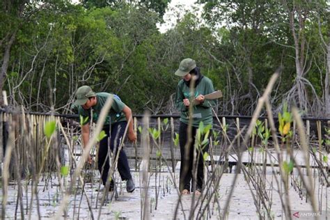Pelindo To Support Climate Action By Protecting Blue Carbon Ecosystem