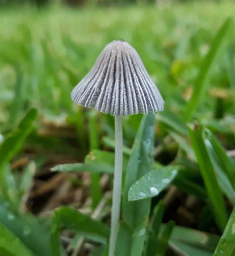 무료 이미지 자연 잎 젖은 녹색 자라다 식물학 버섯 플로라 아침 이슬 닫다 진균류 균류학 캡 매크로 사진 이슬 방울 꽃 피는 식물 지상 수준