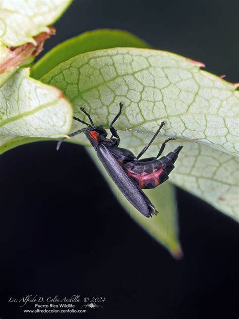 Minnesota Seasons Dark Firefly Minnesota Seasons Dark Firefly