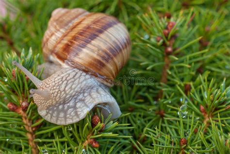 Snail On Green Branches Of A Fur Tree Or Pine Stock Image Image Of Nature Eatable 47093573