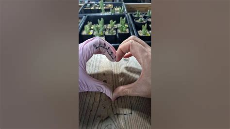 다육투어 라이브 다육판매영상 다육판매방 다육판매하는곳 다육이 다육이를부탁해 다육이판매영상 다육이라이브 다육이화분 선인장 코덱스 코노피튬 Youtube