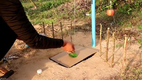 تله ساده و زنده گیر کبوتر با نخ و مقوا