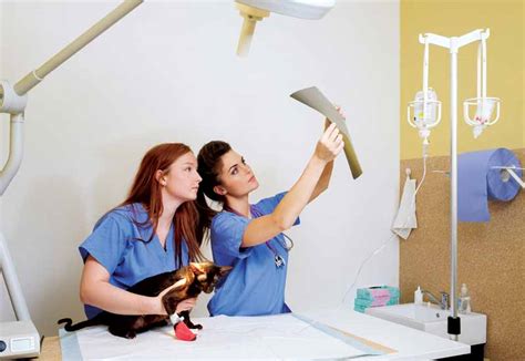 Will Ai Affect Veterinary Radiology Veterinary Practice News Canada