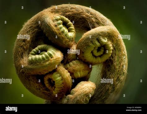 Fern Microsorum Spectrum Polypodiaceae Limahuli Gardens Kauai