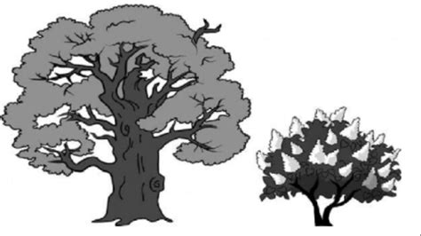 Помогите пожалуйста На рисунке изображены дерево и растущий рядом куст Высота дерева равна 5 1