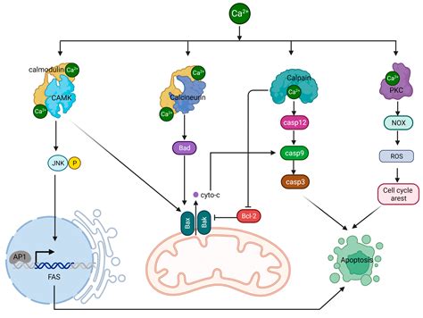 The Role Of Calcium In Cytosolic Protein Mediated Apoptosis Encyclopedia Mdpi