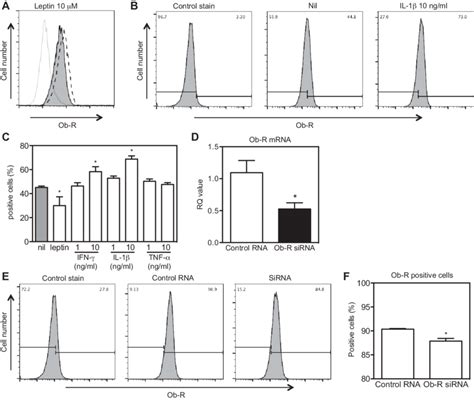 Beas 2b Cells Express Ob R A Beas 2b Cells Were Cultured With Bold Download Scientific