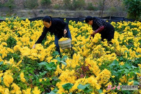 甘肃西和金丝皇菊开 农民采收忙凤凰网甘肃 凤凰网