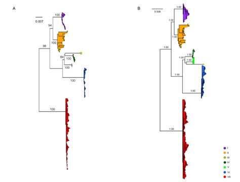 Pdf 2 Figure S2 Comparison Of The Ml And Bayesian Trees