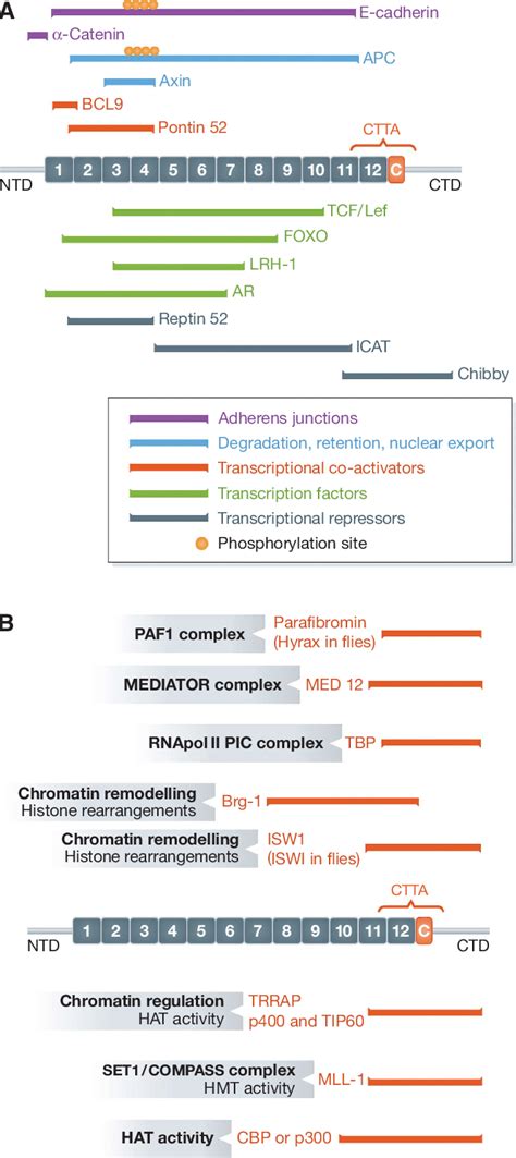 B Catenin Serves As A Binding Platform For A Multitude Of Interaction