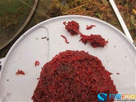 蚯蚓鱼饵 蚯蚓做鱼饵的图片 蚯蚓装饵 第13页 大山谷图库