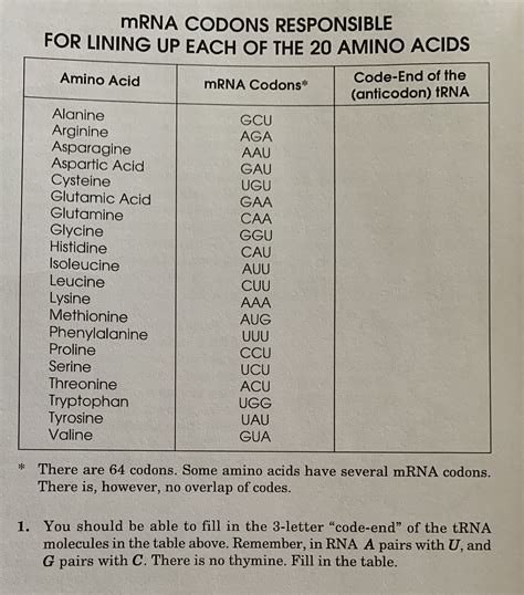 Answered Mrna Codons Responsible For Lining Up… Bartleby