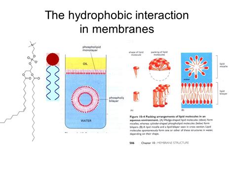 Macromoleculen En Biomoleculen Ppt Download