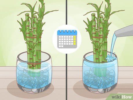 Bamboo Plants In Water