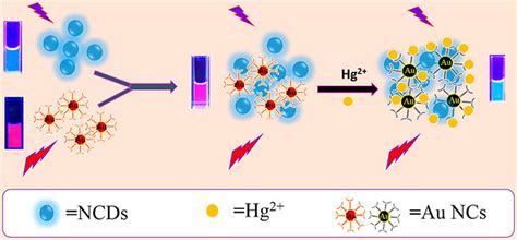 Frontiers Quantitative Visual Detection Of Mercury Ions With Ratiometric Fluorescent Test