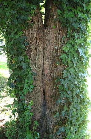 Reading A Tree For Risks And Hazards