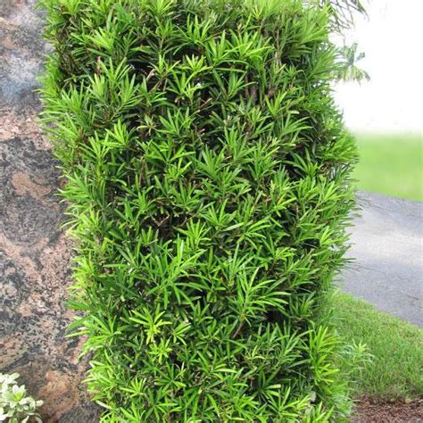 Podocarpus Artofit