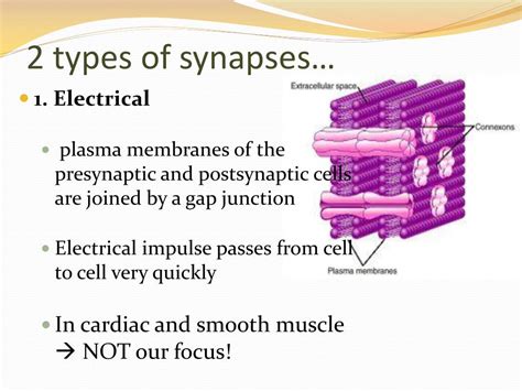 PPT Synapses Passing Along Important Information PowerPoint Presentation ID 2504091