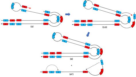 环介导等温扩增（lamp）技术原理浅析生物器材网