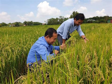 ទន្ទឹមនឹងការស្តារឡើងវិញ ផ្ទៃដីស្រូវខូចខាតដោយជំនន់ទឹកភ្លៀង ស្រូវរដូវវស្សា