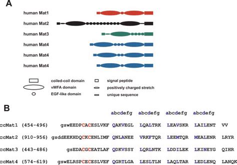Design Of The Matrilin Coiled Coil Domains A Schematic Color Download Scientific Diagram