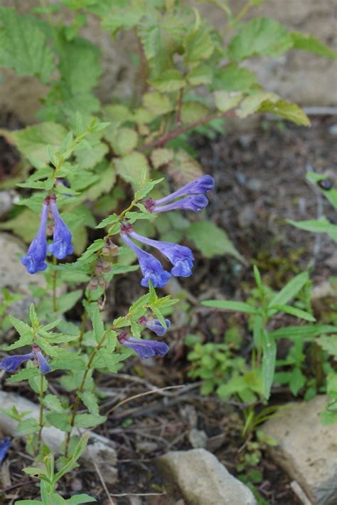 并头黄芩Scutellaria scordifolia 花卉图片网