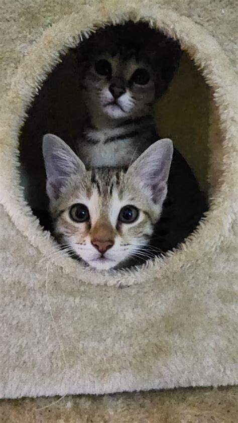 Meet The Binary Brothers 0 And 1 R Standardissuecat