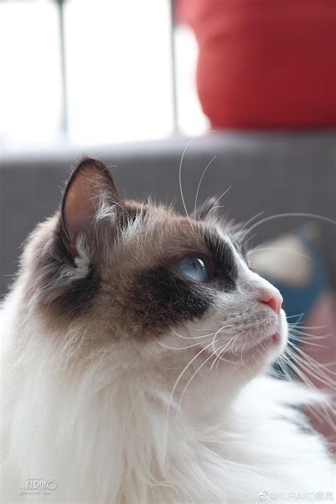 小猫咪能有什么坏心思呢？