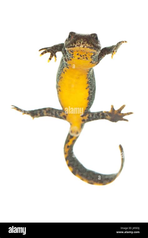 Alpine Newt Male Female Hi Res Stock Photography And Images Alamy