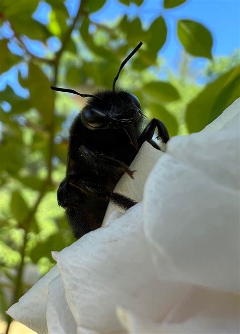 Carpenter Bee On Rose Imgflip