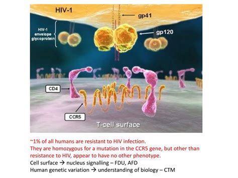 PPT MCB 104 Genetics Cell Biology Genomics PowerPoint Presentation ID 1607277