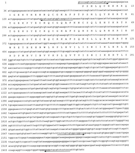 Complete Nucleotide Sequence Of The Zt2 Cdna Clone And The Predicted Download Scientific