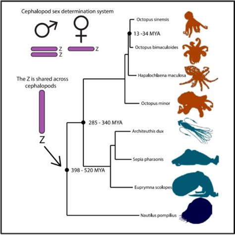 Octopuses May Have The Oldest Sex Chromosomes In The Animal Kingdom Sciencealert Octopuses May Have The Oldest Sex Chromosomes In The Animal Kingdom Sciencealert