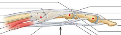 Flexor And Extensor Diagram Diagram Quizlet