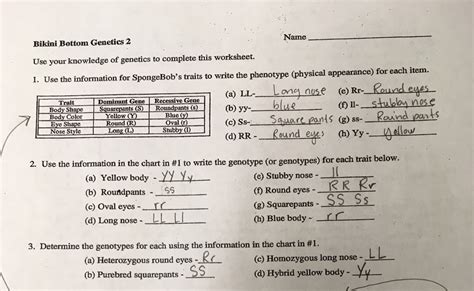 Genetics Worksheet Spongebob Genetics Answer Key Spongebob Genetics Worksheet 2 Mvphip