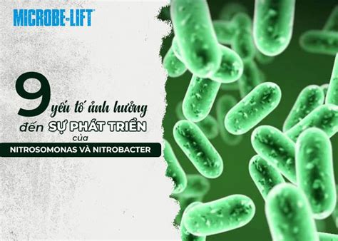 Nitrosomonas Nitrobacter