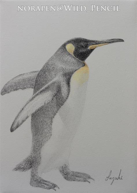 Pencil Drawing And Watercolor King Penguin On Behance