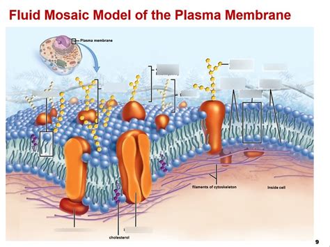 Chapter Membrane Structure And Function Plasma Membrane Matching Diagram Quizlet