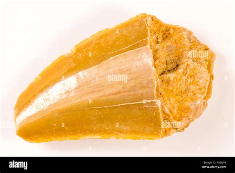 Fossils Dinosaur Teeth Identification At Laura Shann Blog