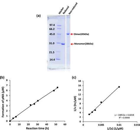 A Results Of SDS PAGE Analysis For H Wt SDS PAGE Analysis Gel Download Scientific