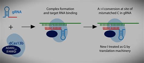 All You Need To Know About Rna Editing Bioinformatics Hub
