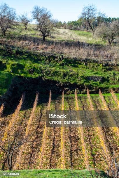 라 팔마 섬 카나리아 스페인에 마을 푼타고르다 북쪽 와인 생산 지역 근처 산 경사면에 구름 수준 위에 위치한 계단식 포도원 0명에 대한 스톡 사진 및 기타 이미지 Istock