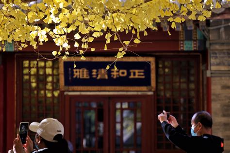 古刹潭柘寺绝美胜景1400年古银杏金黄灿烂 手机新浪网