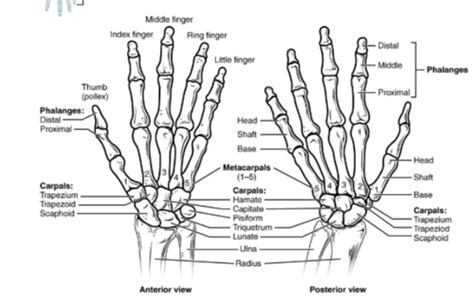 Kines 127 Unit 3 Exam Flashcards Quizlet