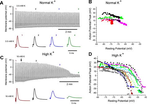 Figure 2 From The Role Of Action Potential Waveform In Failure Of